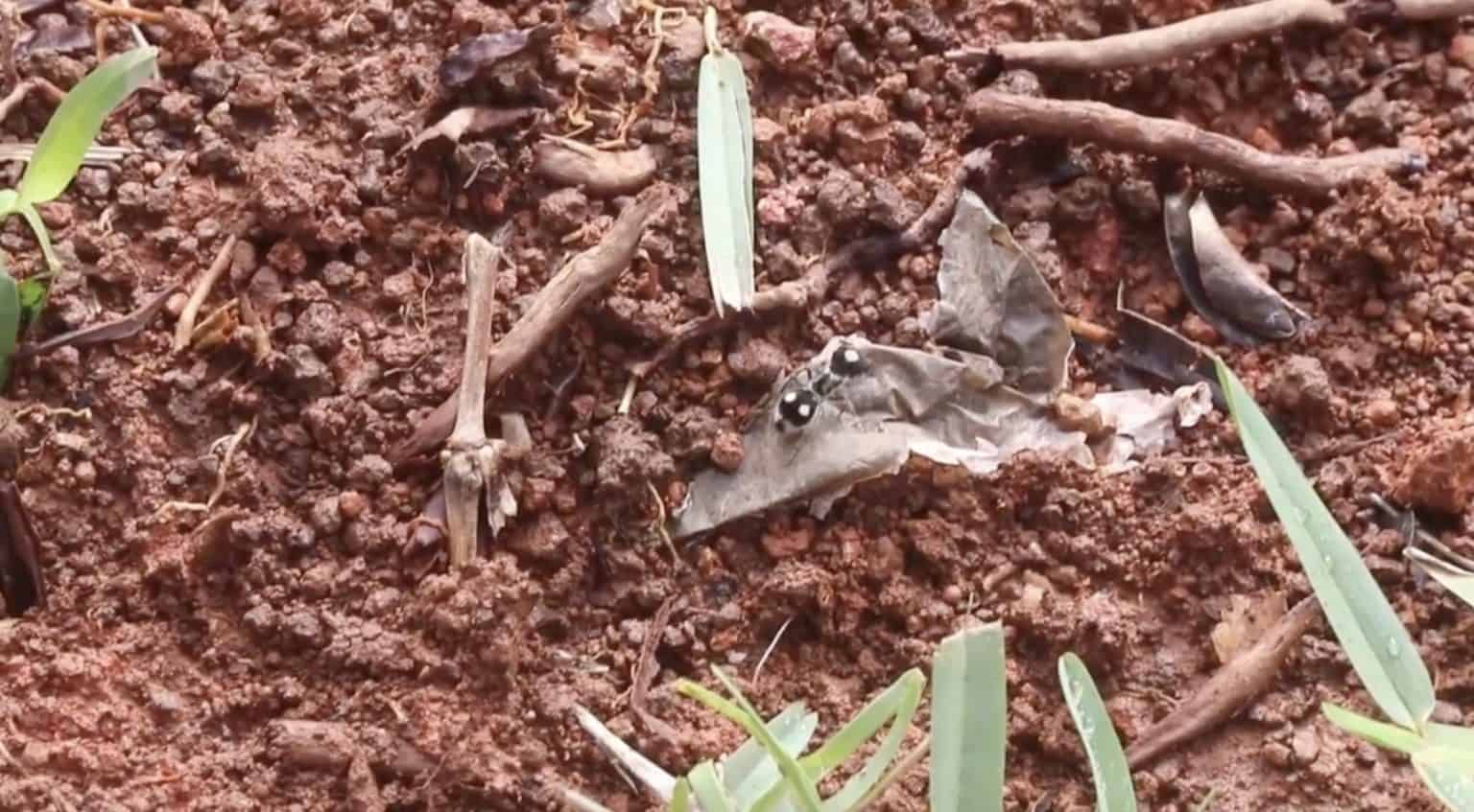 The Panda Ant Looks Adorable—But Its Sting Is Powerful